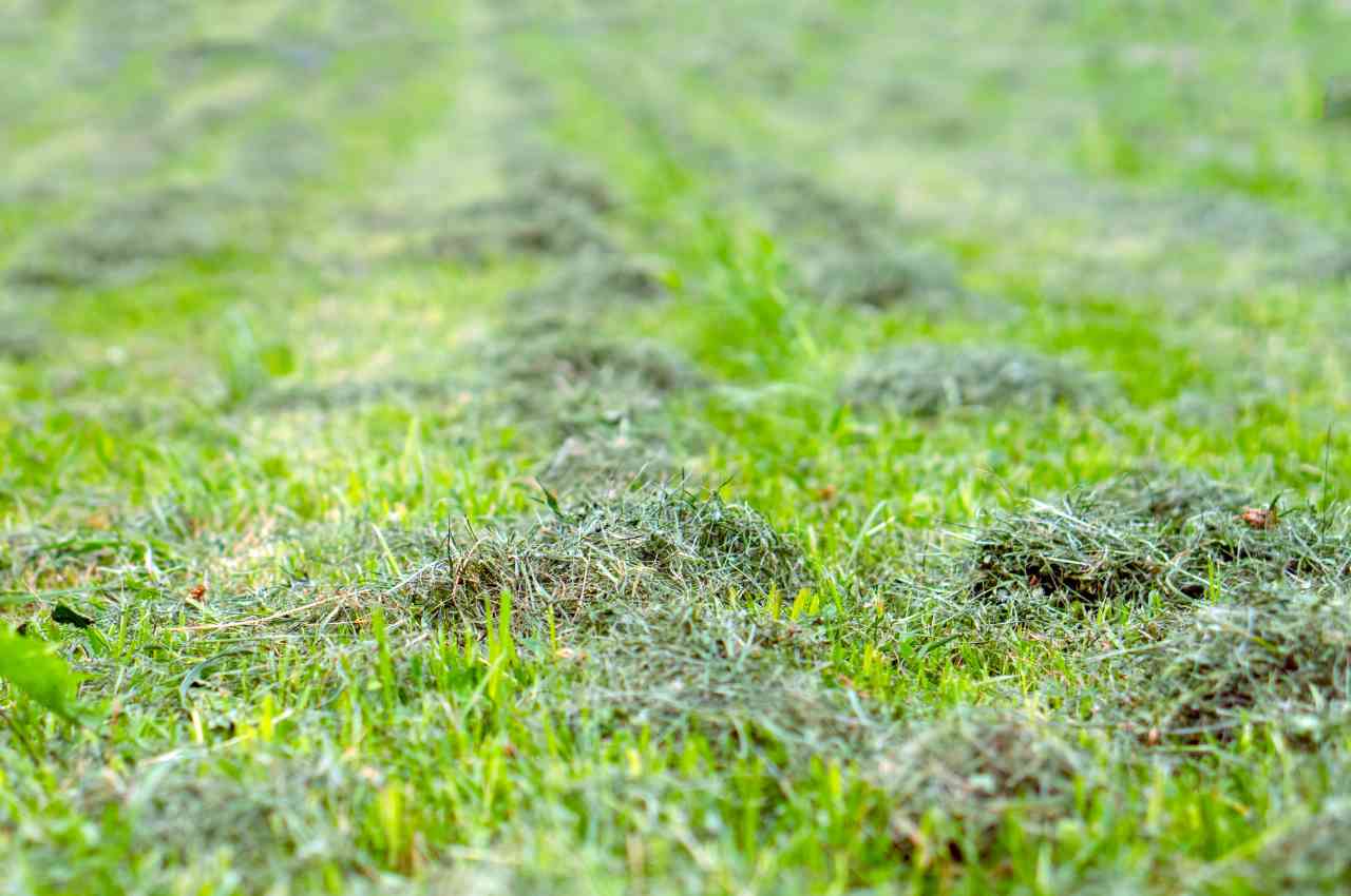 Can You Mow Wet Grass With An Electric Mower? - The Turf Doctor