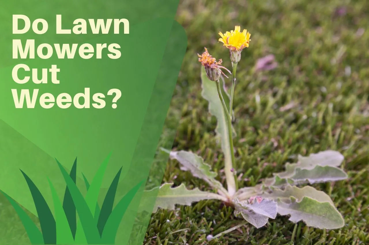 Do Lawn Mowers Cut Weeds? - The Turf Doctor