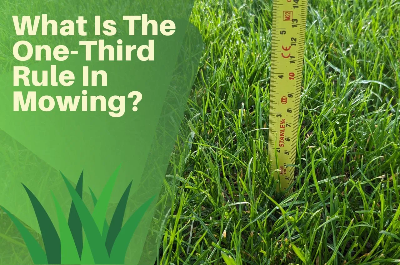What Is The One-Third Rule In Mowing? - The Turf Doctor